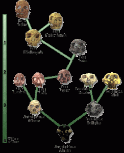 schema-oermens – ChufaFactory